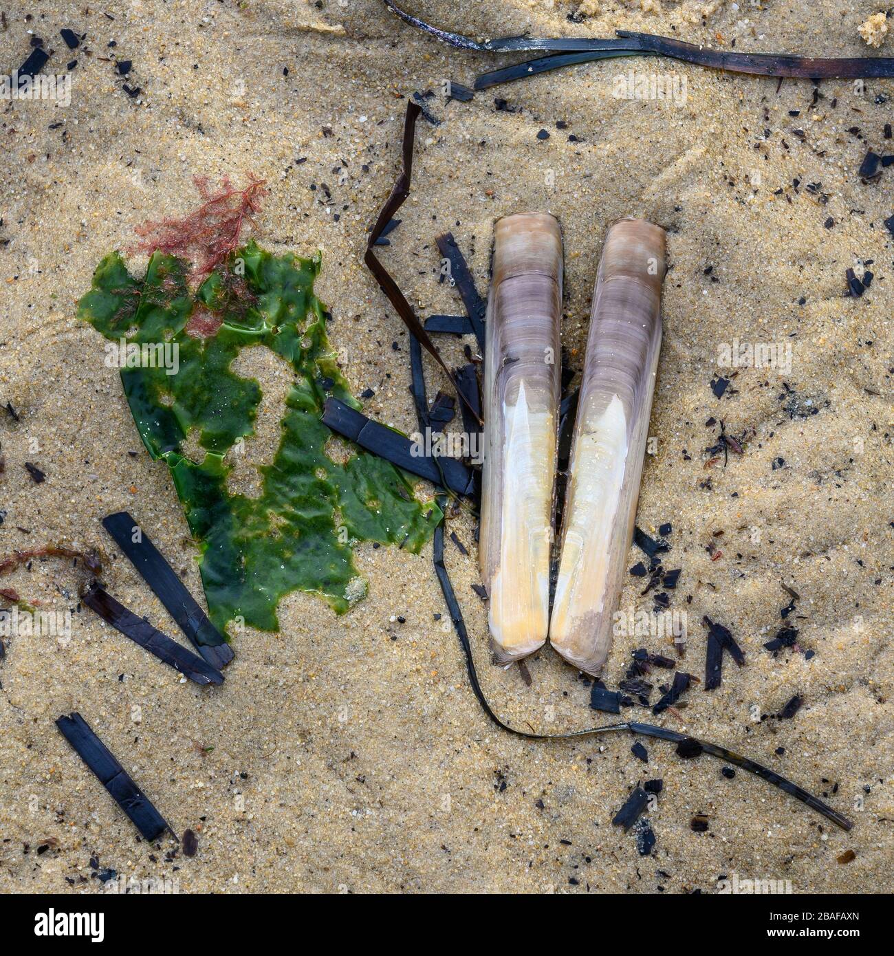 Detail of weed, shells and sand on beach Stock Photo - Alamy