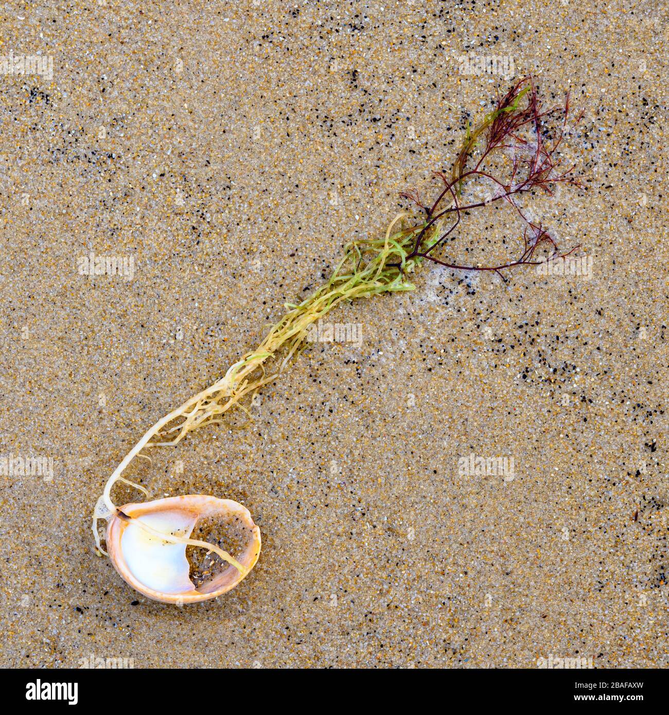 Detail of weed, shells and sand on beach Stock Photo - Alamy