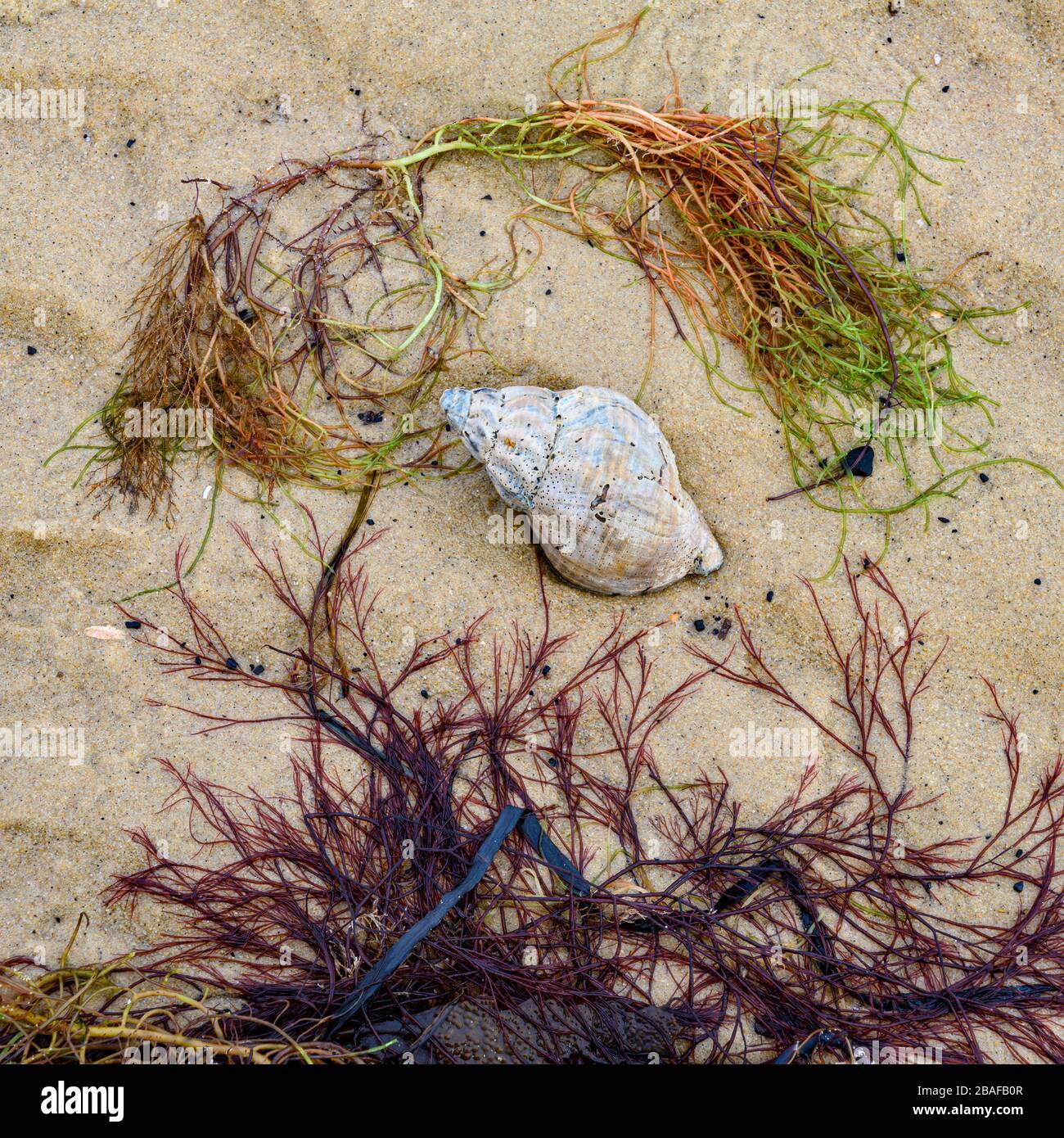 Detail of weed, shells and sand on beach Stock Photo - Alamy