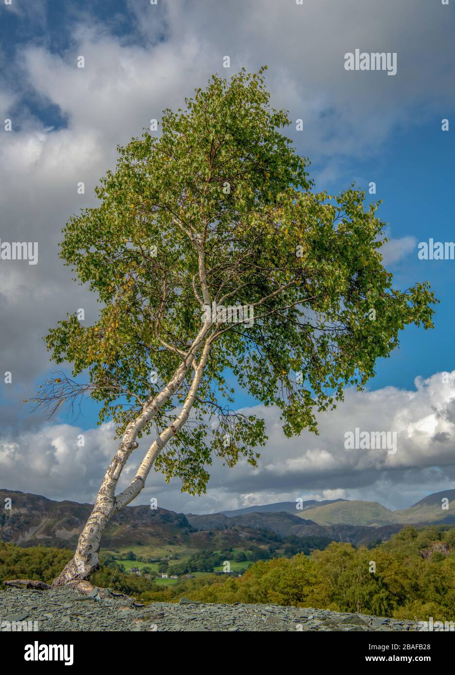 Silver birch tree in spring foliage agianst a blue sky Stock Photo - Alamy