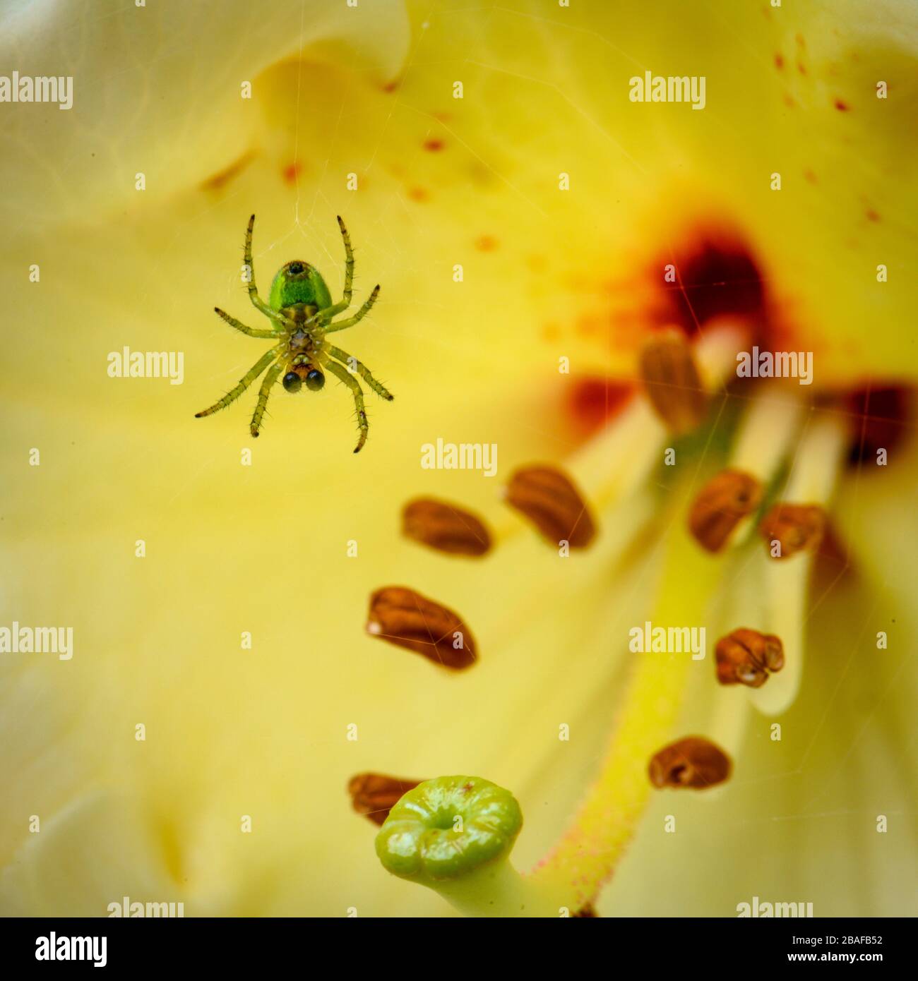 tiny spider on web in a rhododendron flower Stock Photo - Alamy