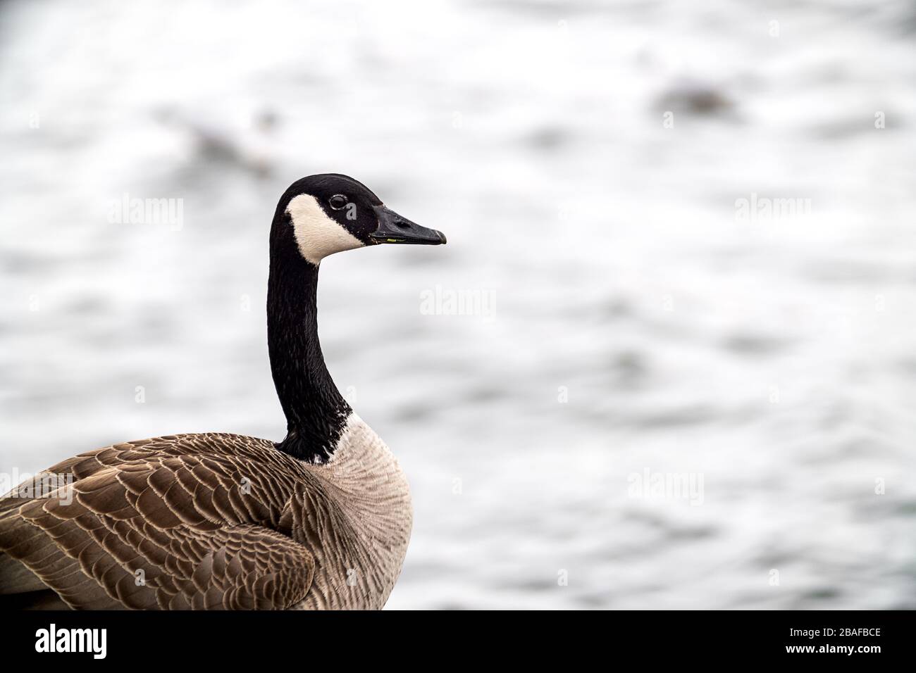 Canada Goose Feathers High Resolution Stock Photography and Images - Alamy