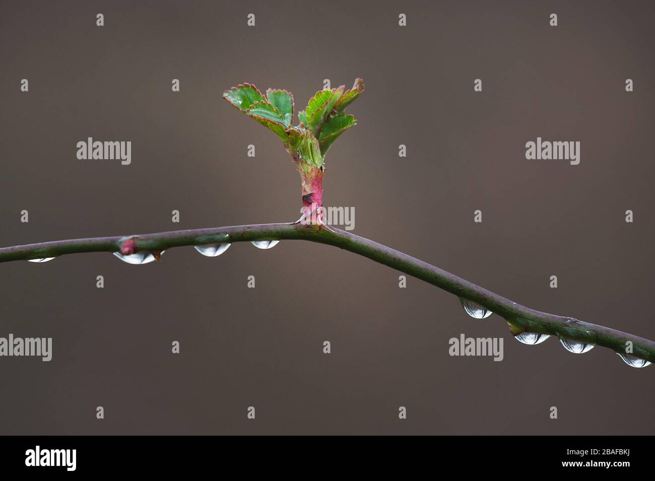 New growth after spring rain Stock Photo - Alamy
