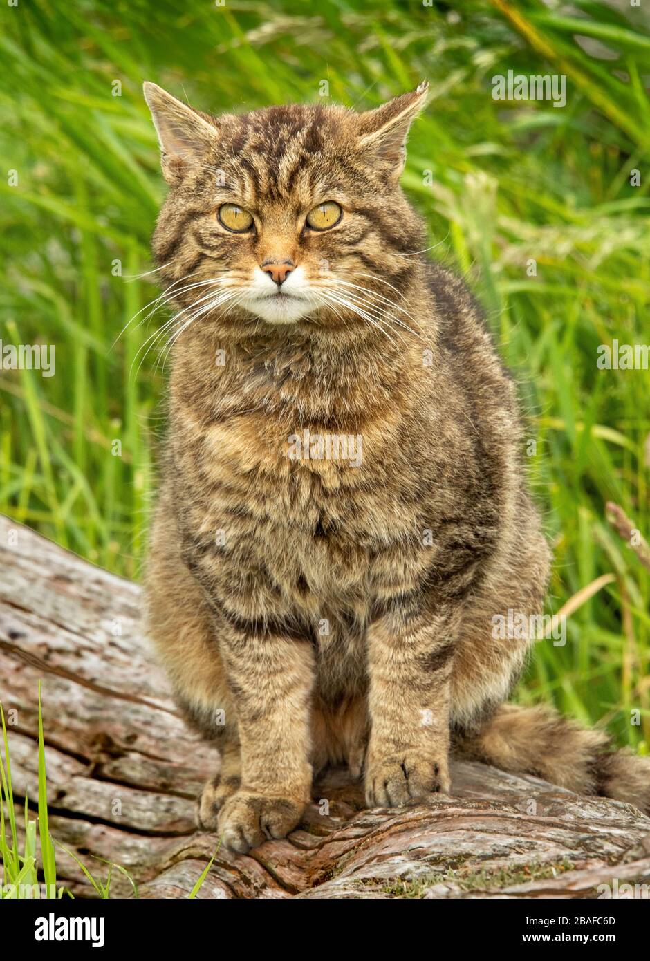 Wild cat sitting on log (portrait format Stock Photo - Alamy