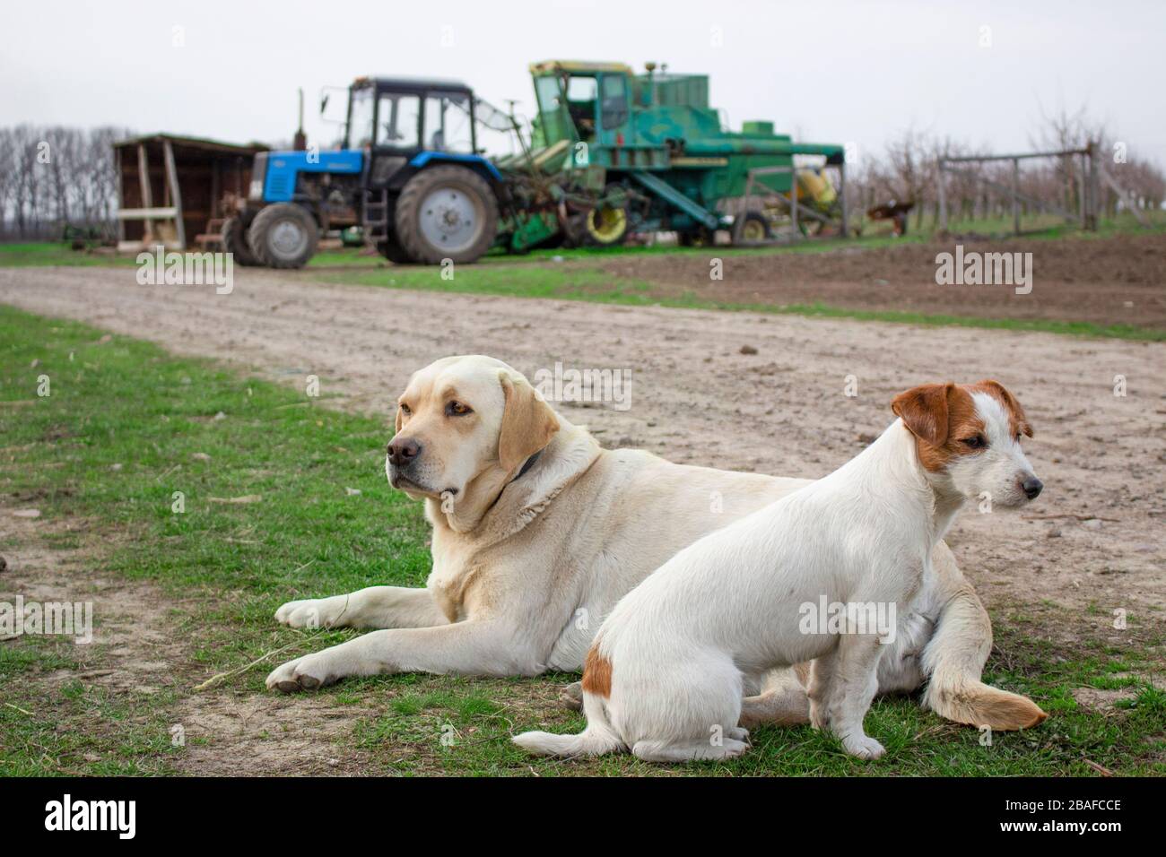 Jack russell terrier labrador retriever hi-res stock photography and ...
