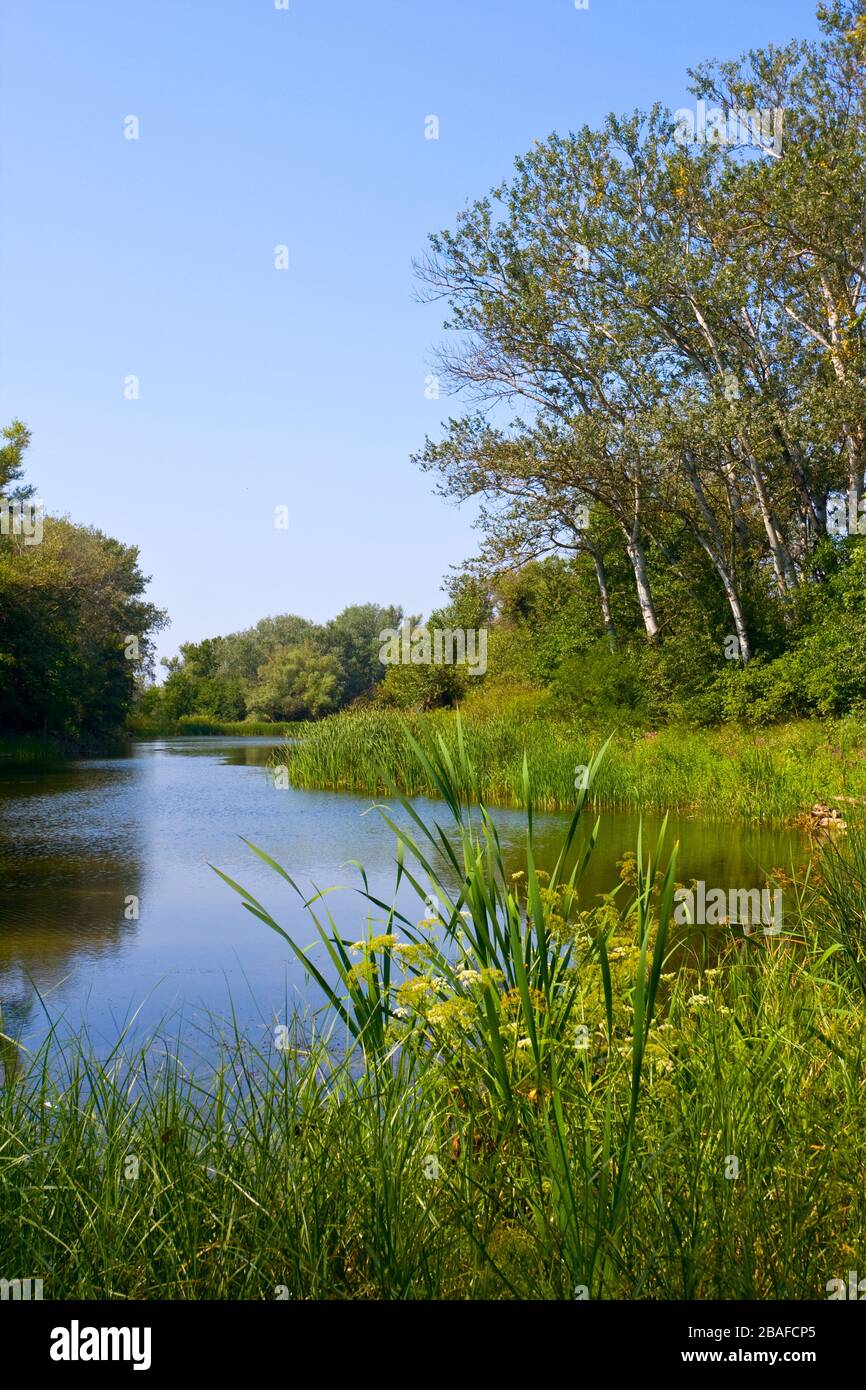 Summer scene on lake in forest Stock Photo - Alamy