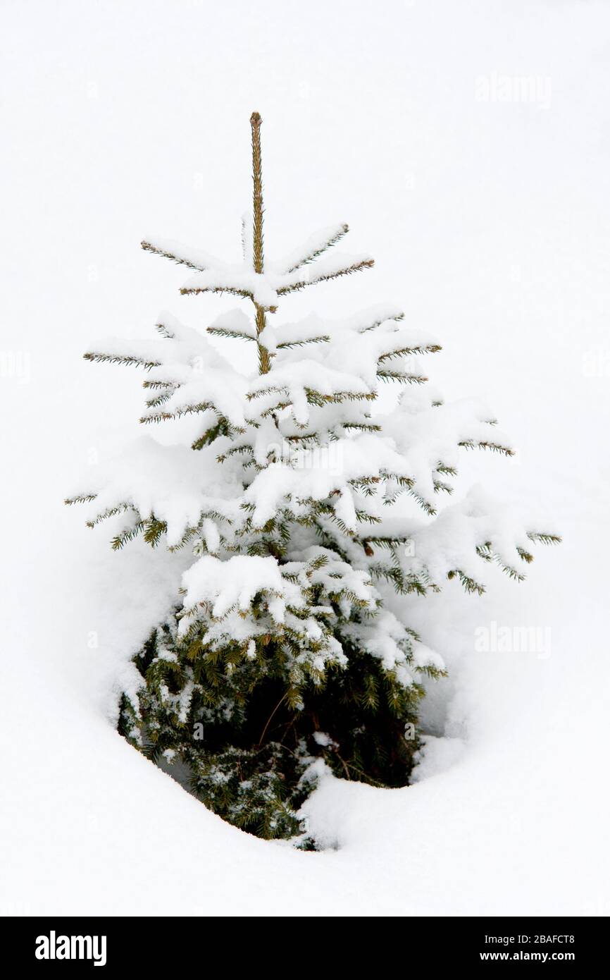 Small fluffy green fir tree hi-res stock photography and images - Alamy