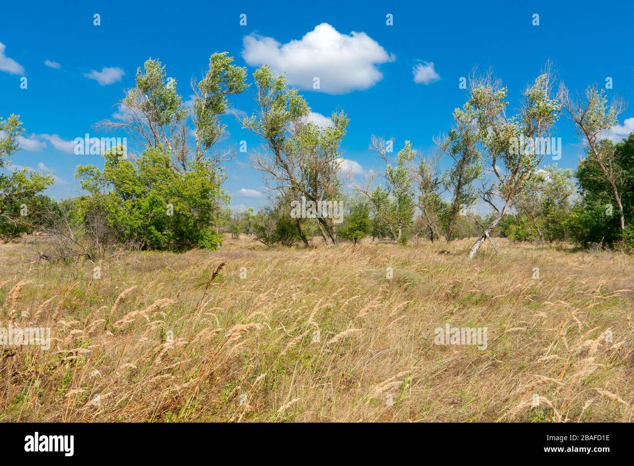 Summer scene in steppe Stock Photo - Alamy