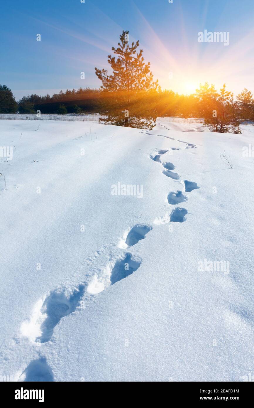 scene with pathway in winter forest Stock Photo - Alamy