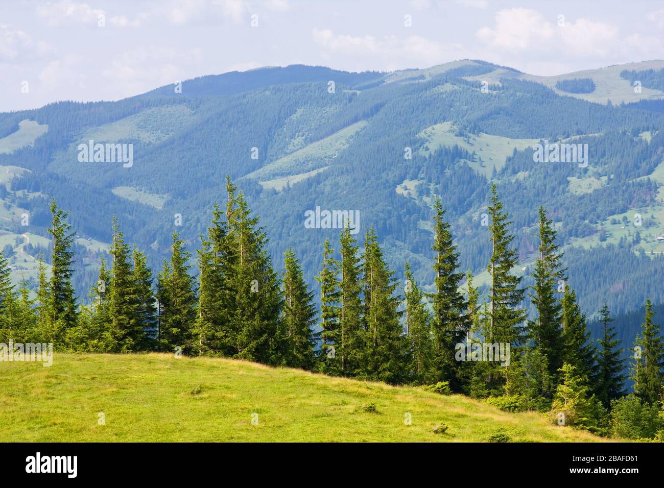 landscape with fir forestt in mountains Stock Photo - Alamy