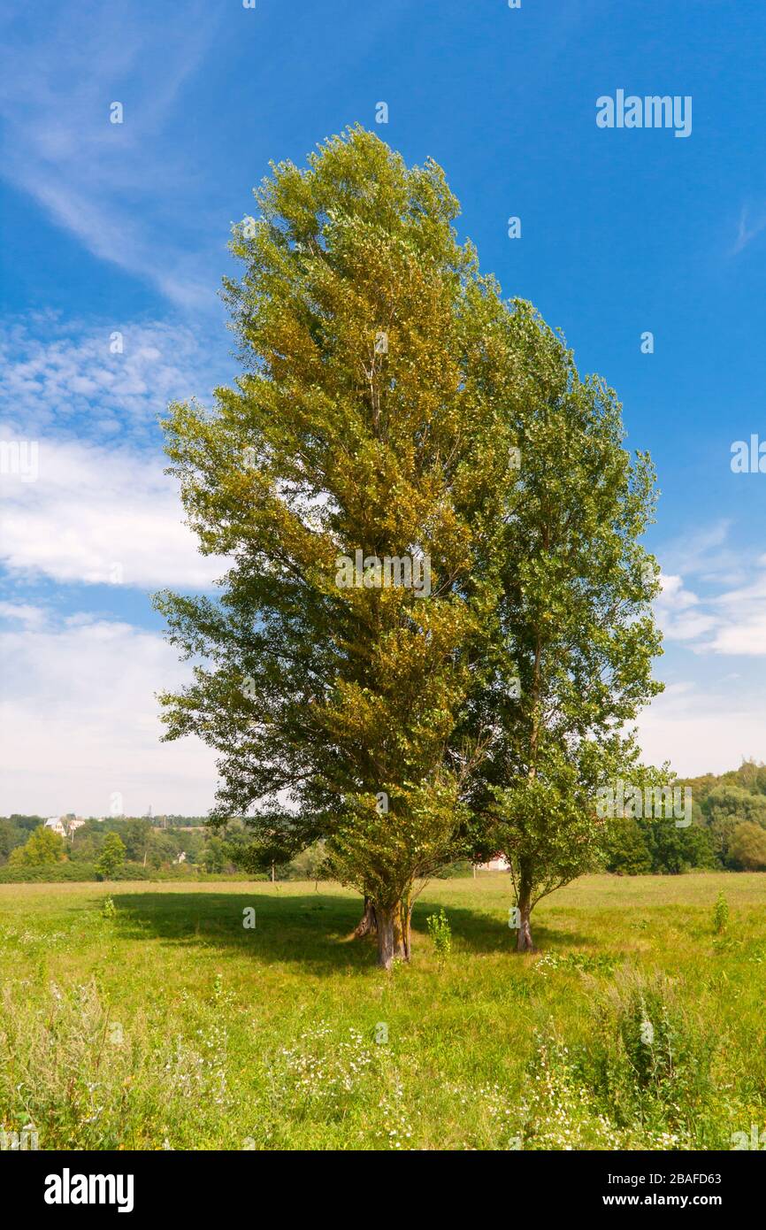 tree on meadow Stock Photo - Alamy