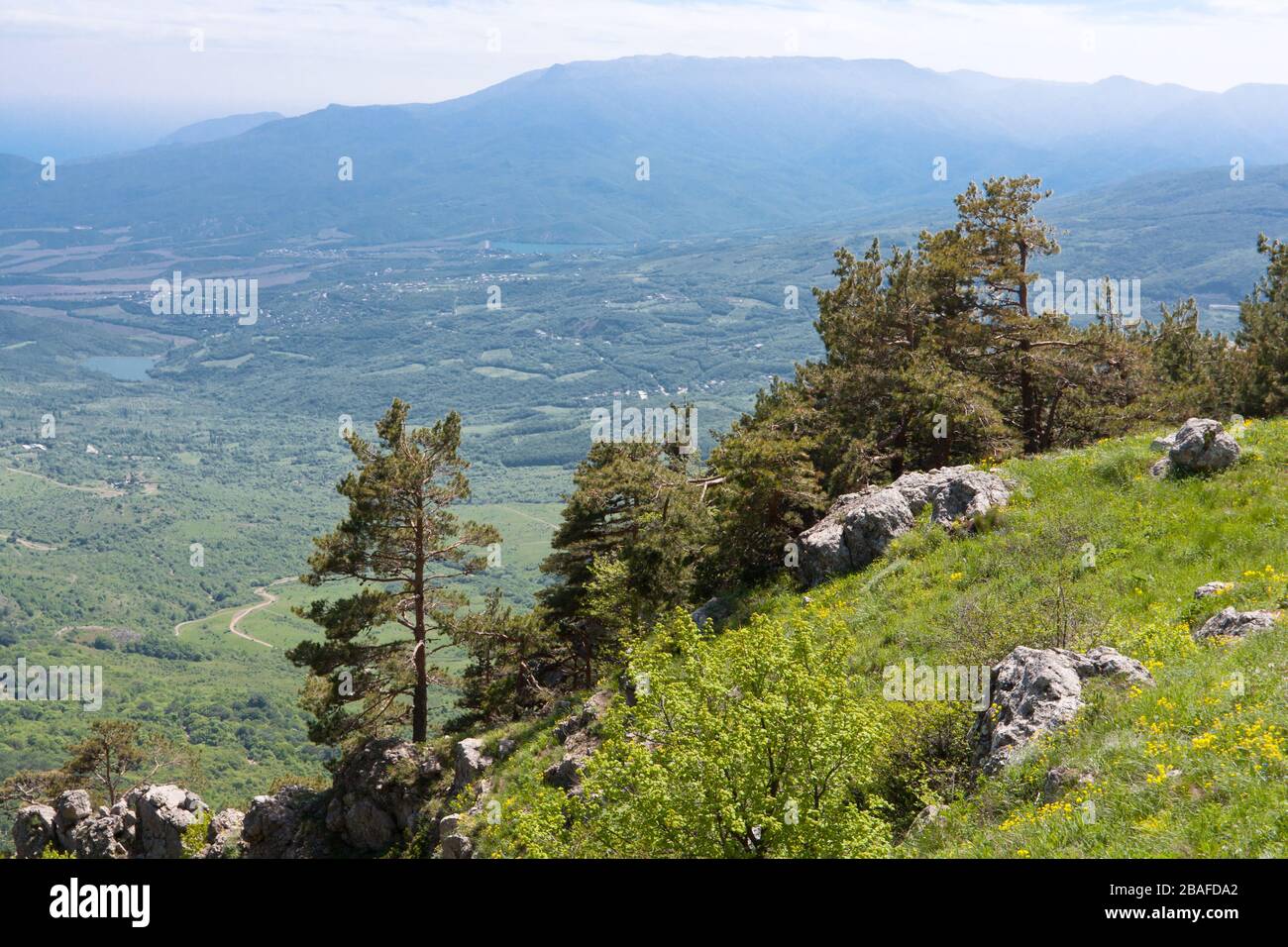 pine in mountains. Cimea, Ukraine Stock Photo - Alamy