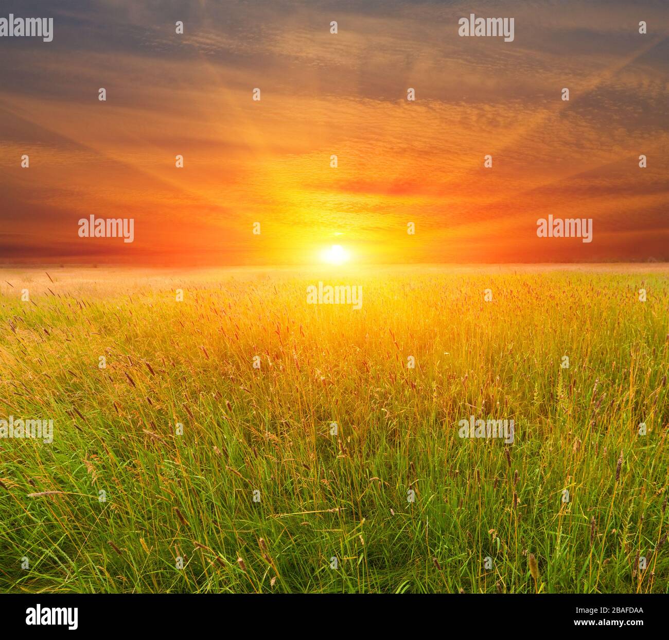 Nice sunset over field in steppe Stock Photo - Alamy