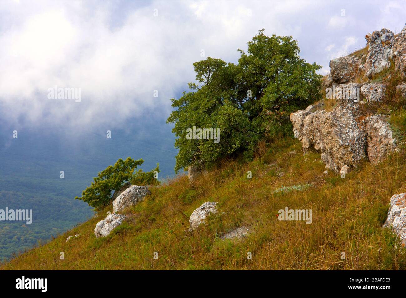 green tree on mountains slope Stock Photo - Alamy