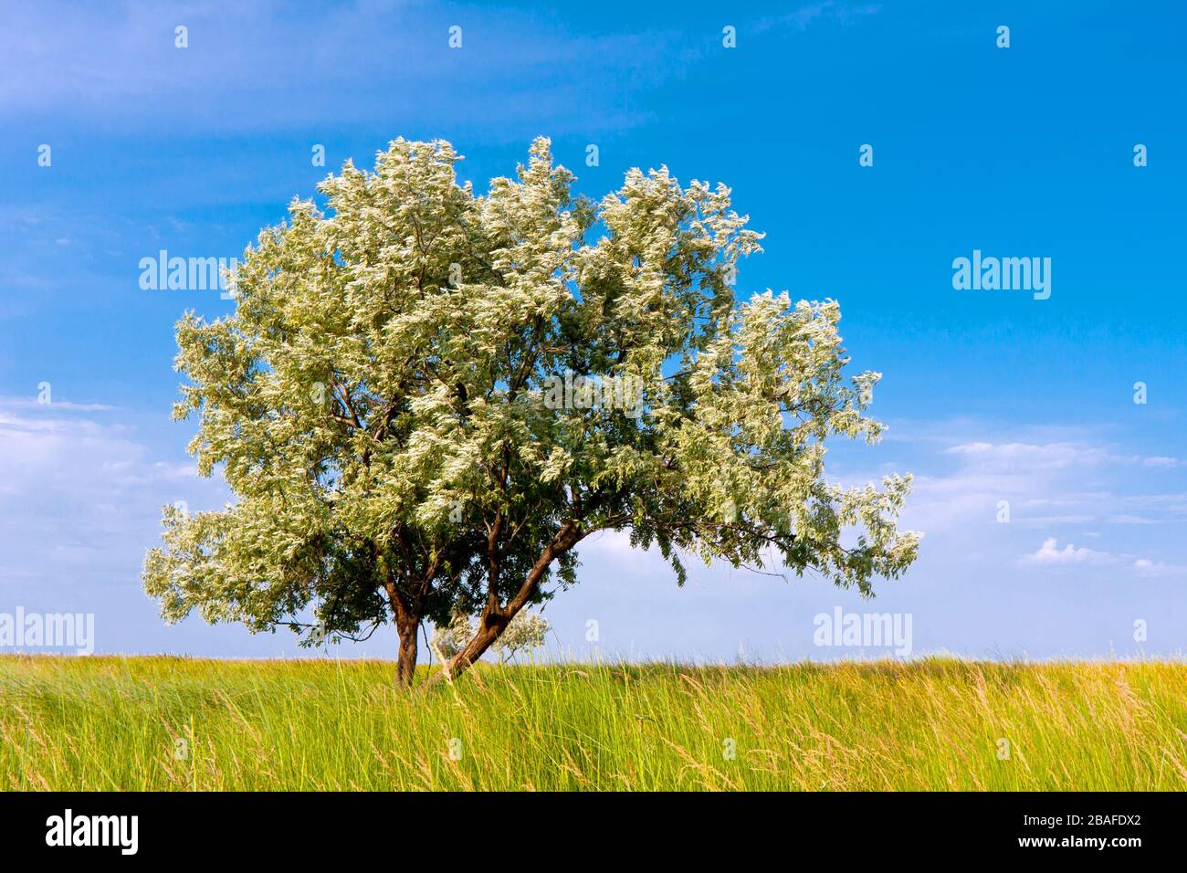 alone tree in steppe Stock Photo - Alamy