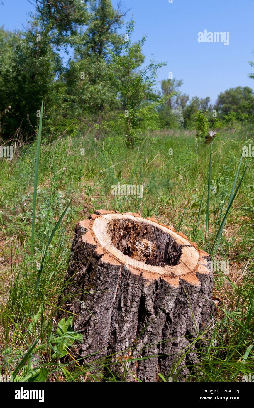 Earth green round grunge hi-res stock photography and images - Alamy