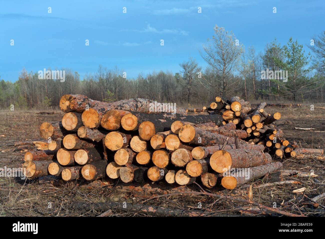 Stacked timber on clearing hi-res stock photography and images - Alamy