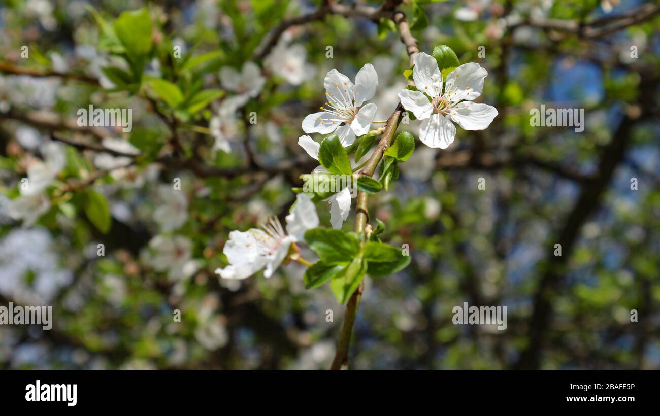 Tree waking up after winter hi-res stock photography and images - Alamy