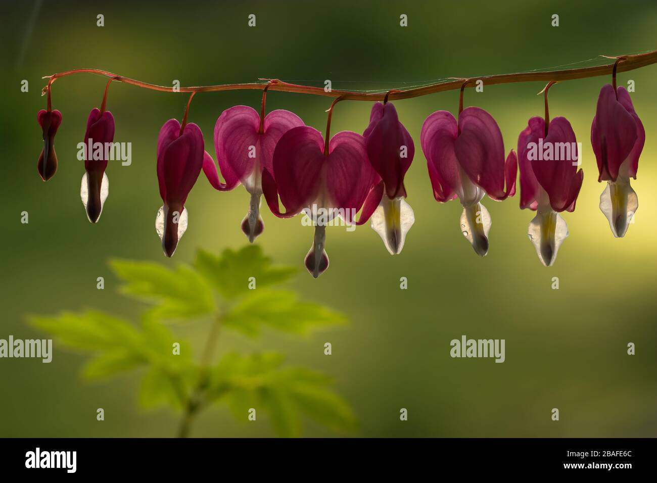 Bleeding hearts in garden hi-res stock photography and images - Alamy