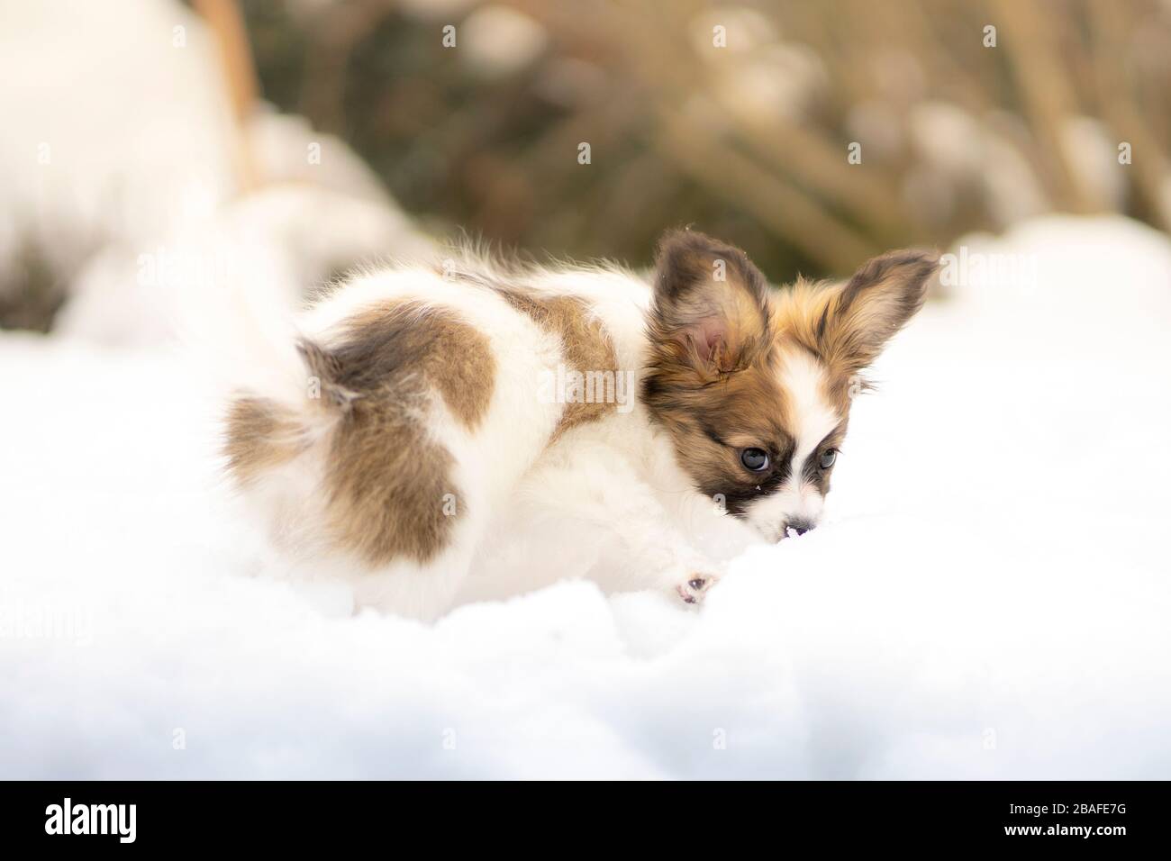 Cute papillon hi-res stock photography and images - Alamy