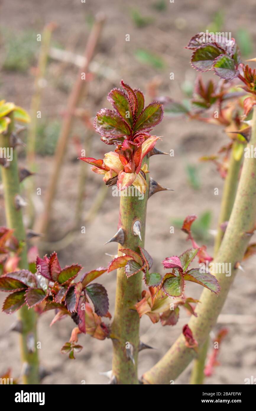 Rose thorn disease hi-res stock photography and images - Alamy