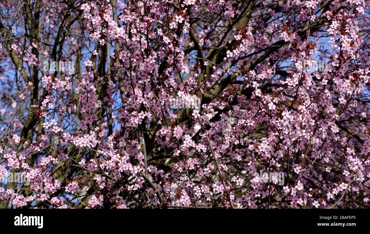 Spring blossomed cherry tree hi-res stock photography and images - Alamy