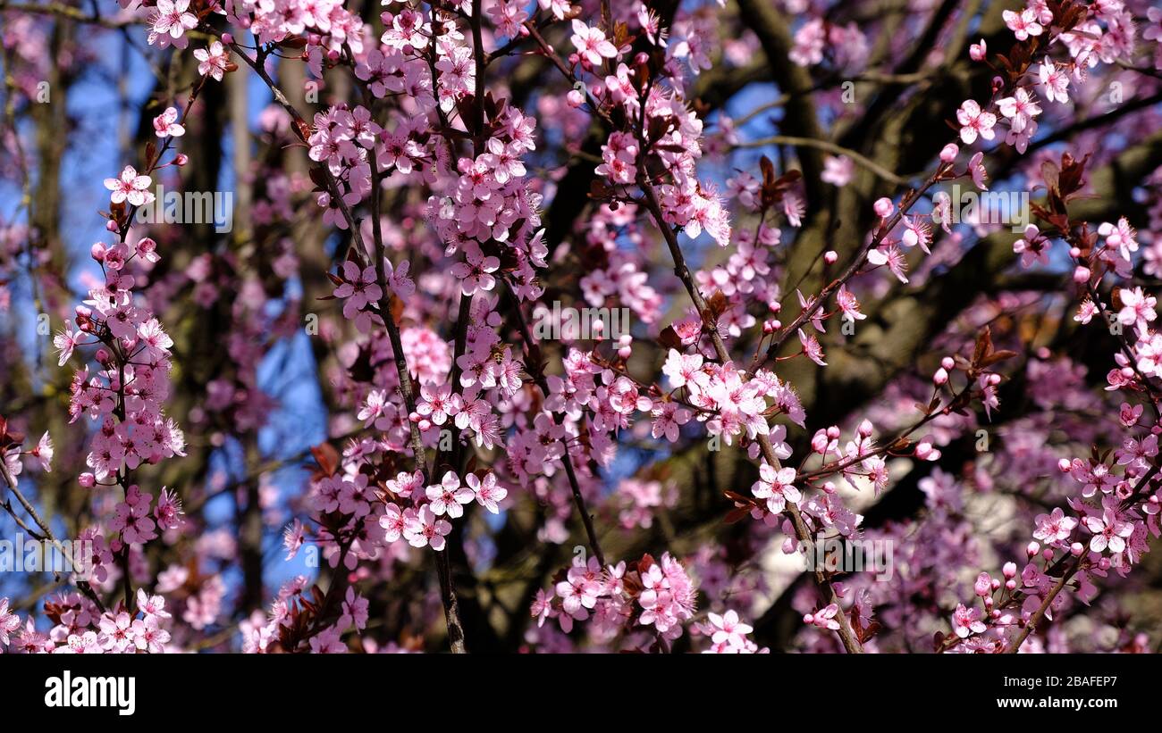 Blossomed Cherry Tree High Resolution Stock Photography and Images - Alamy