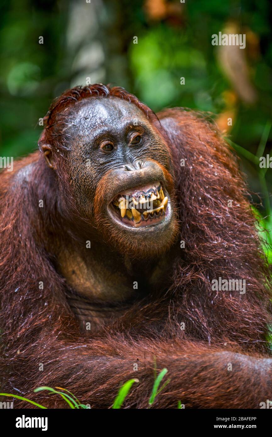Orangutan Lips