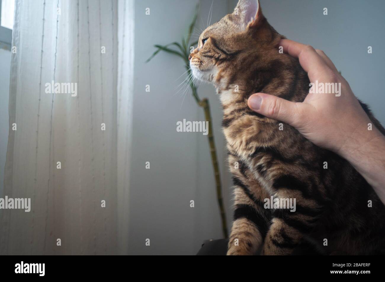 British tabby cat on the table in a calm pose a man's hand stroking it ...