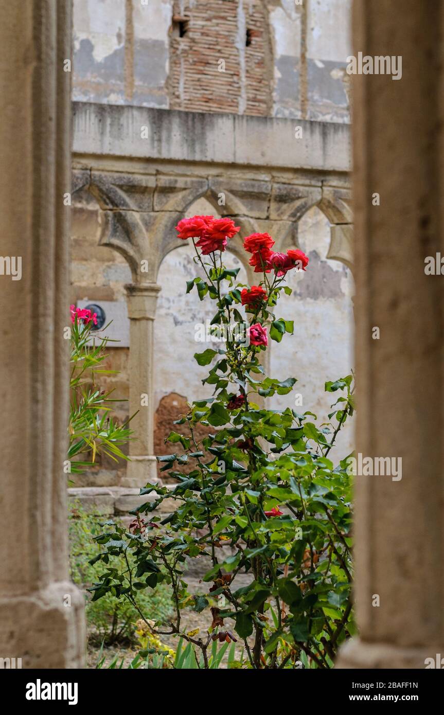 red rose Bush in the garden of a medieval castle Stock Photo - Alamy