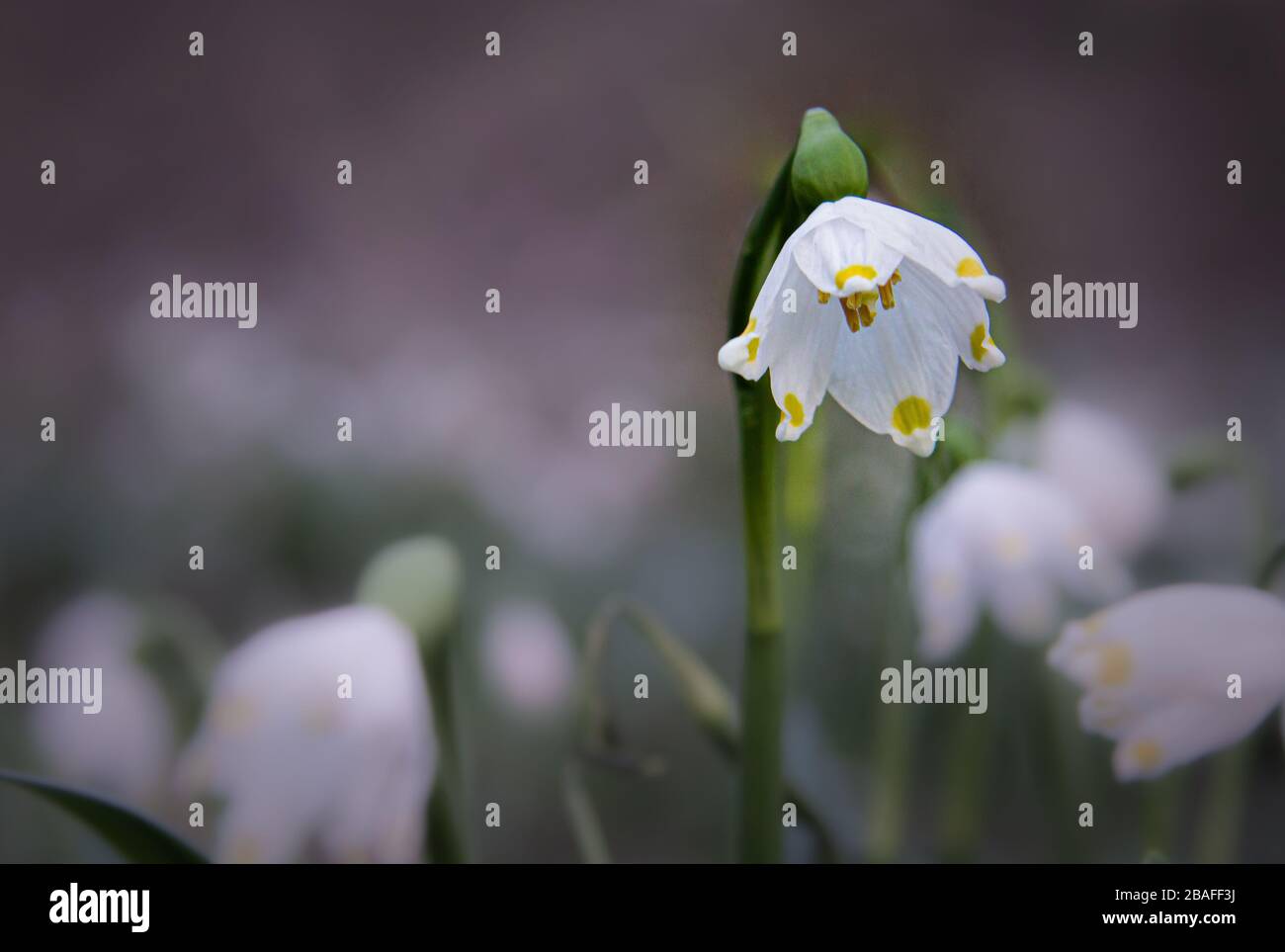 Flowers coming into bud hi-res stock photography and images - Alamy