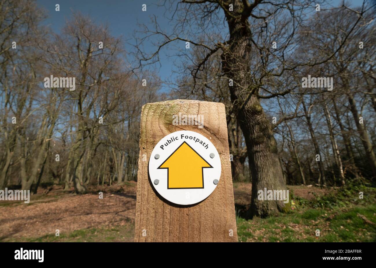 A footpath marker post points the way forward in woodland in ...