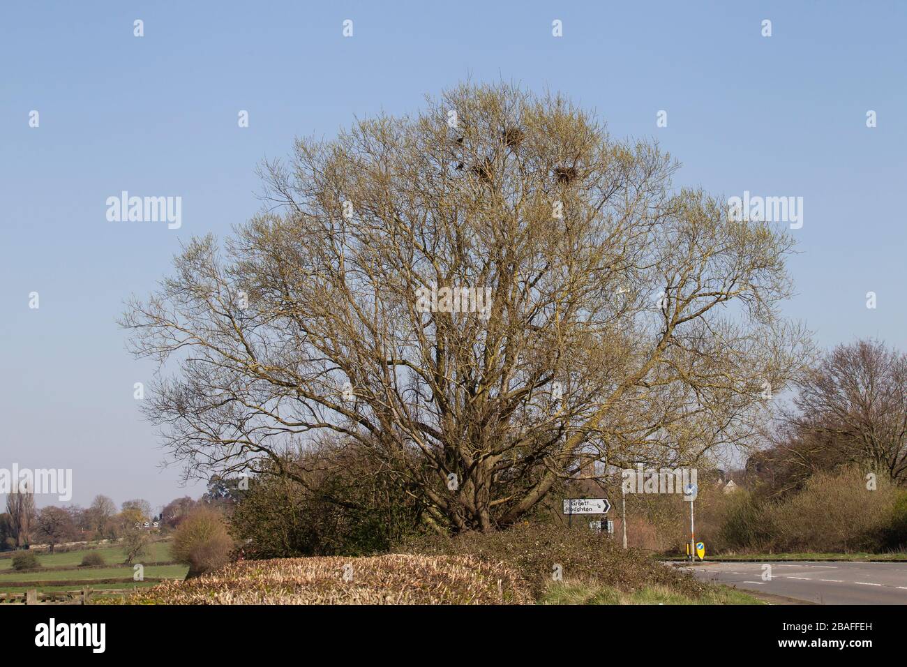 Rooks. Corvus frugilegu (Corvidae) nesting high in this decidious tree ...
