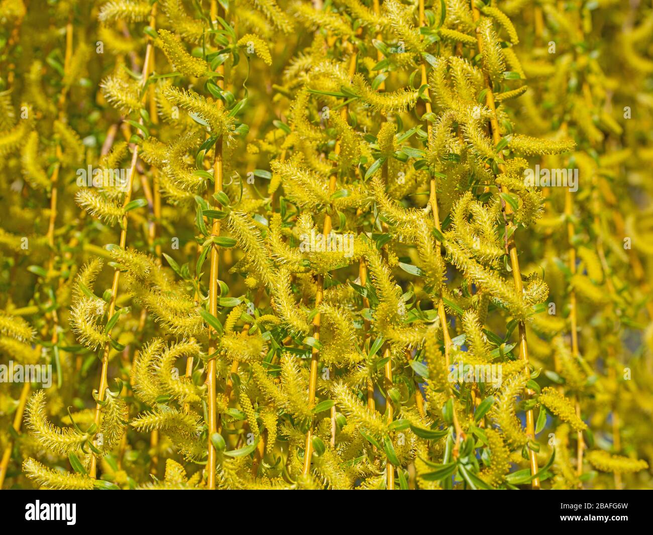 Male flowers of the weeping willow, Salix babylonica Stock Photo - Alamy