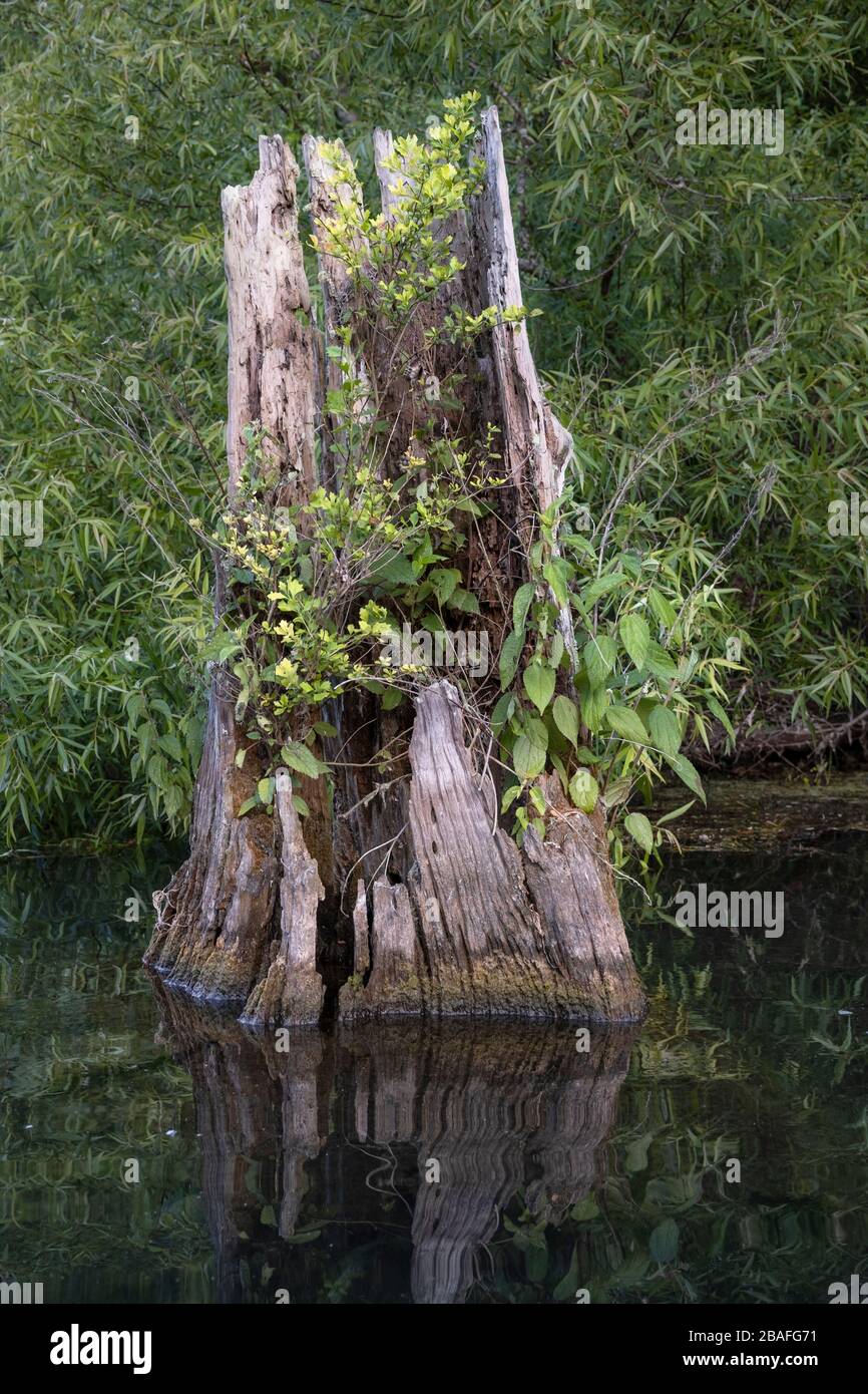 Cypress tree stump hi-res stock photography and images - Alamy