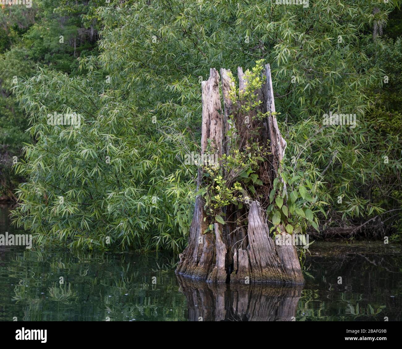 Hollowed out cypress stump is host for other vegetation along the ...
