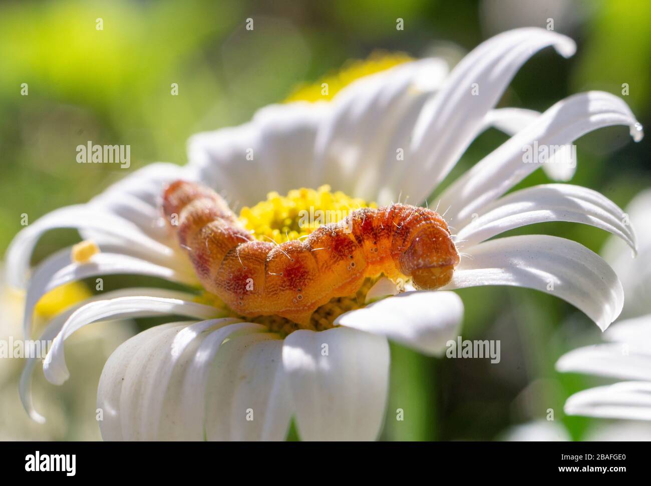 Macro Photography Image of a Caterpillar on a Daisy on a Spring Day ...