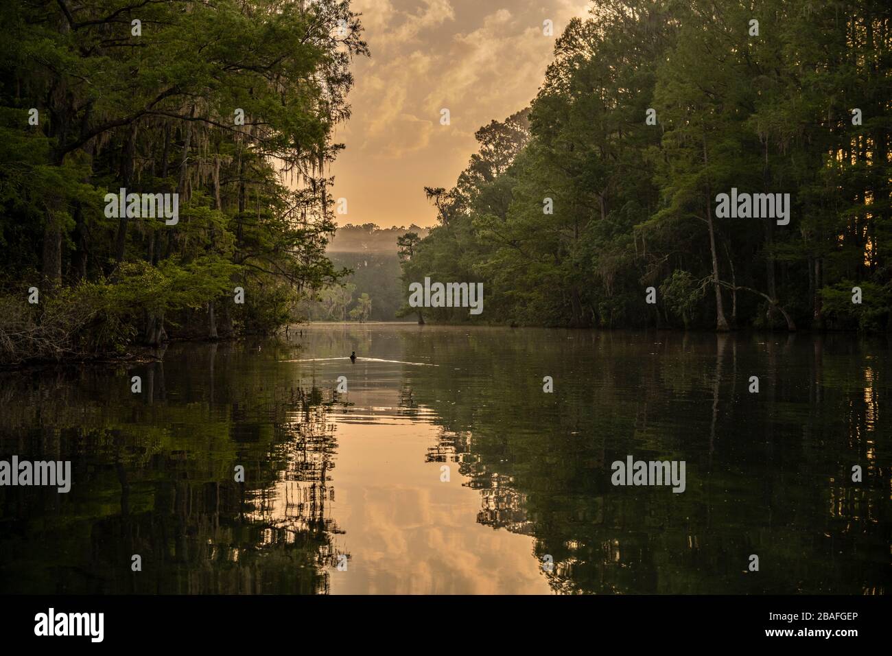 Swimming upstream hi-res stock photography and images - Alamy