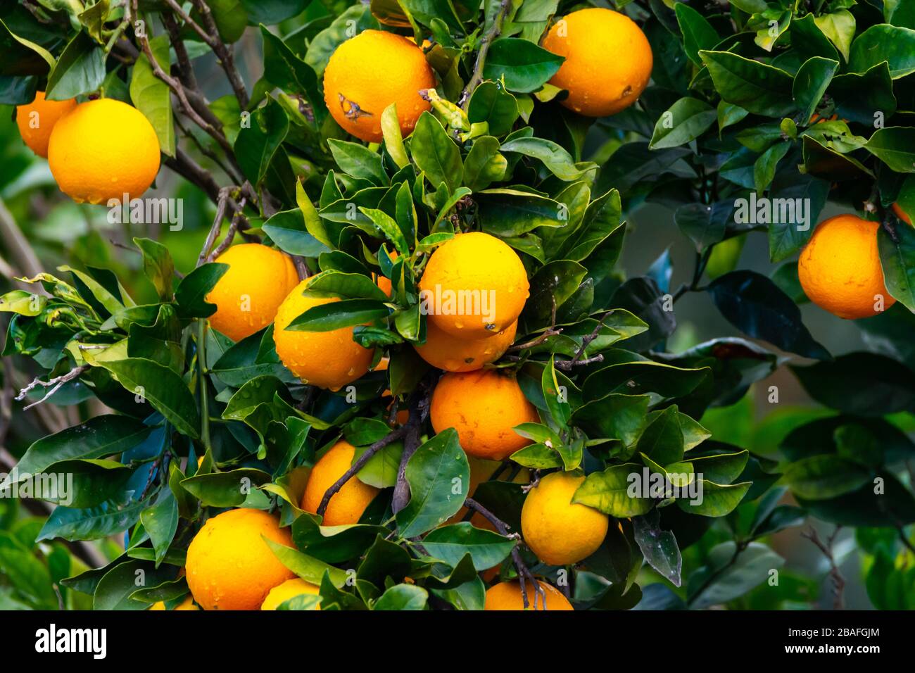 Orange tree with many sweet organic yellow citrus fruits ready for ...