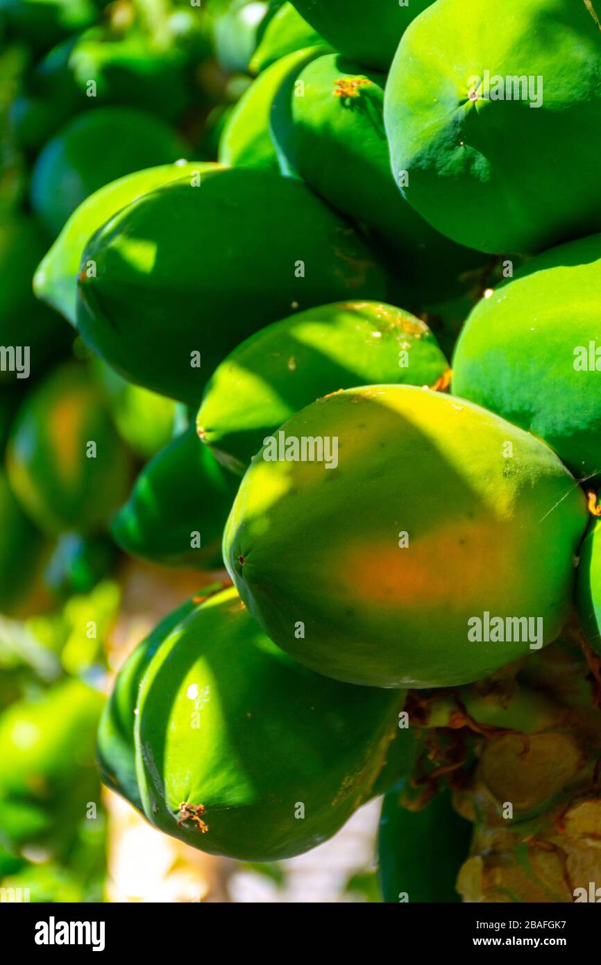 Full papaya tree hi-res stock photography and images - Alamy