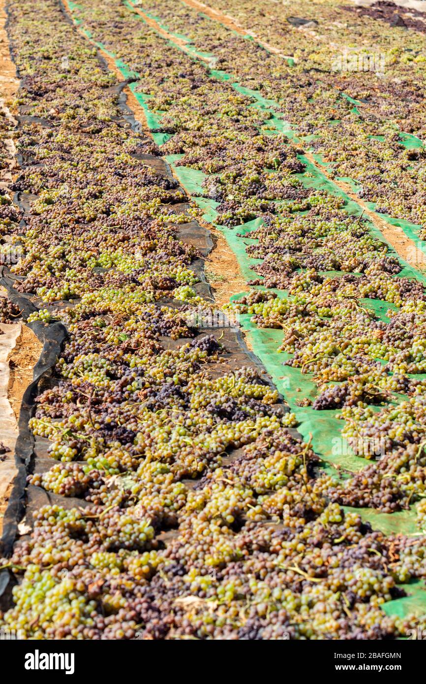 Traditional drying of sweet wine pedro ximenez grapes under hot sun on ...