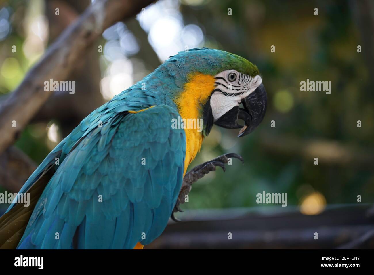 Blue and Gold Macaw and Yellow Macawa in Parrot in a Park in Cartagena ...