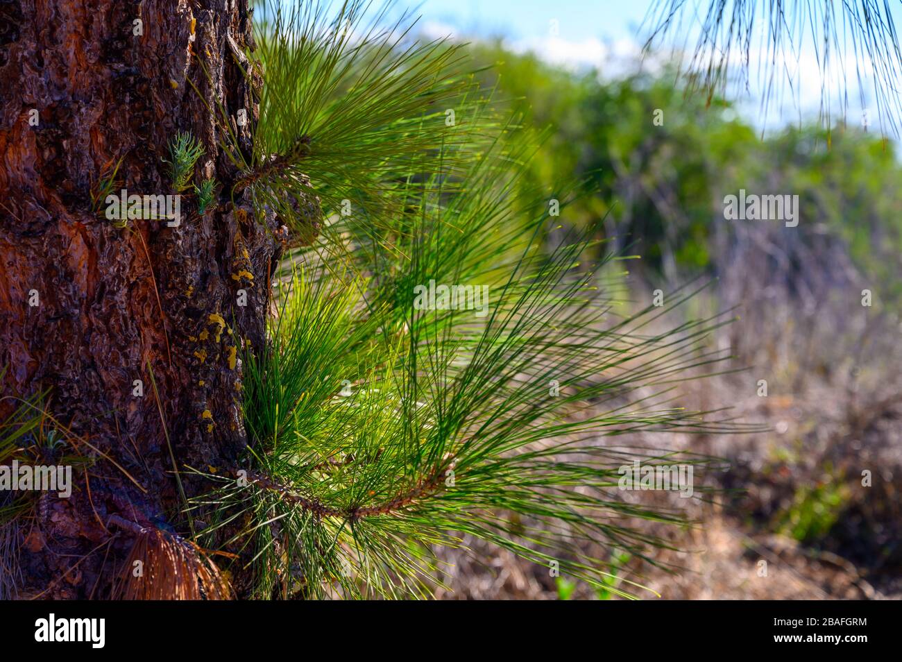 Long pine needle shrub hi-res stock photography and images - Alamy