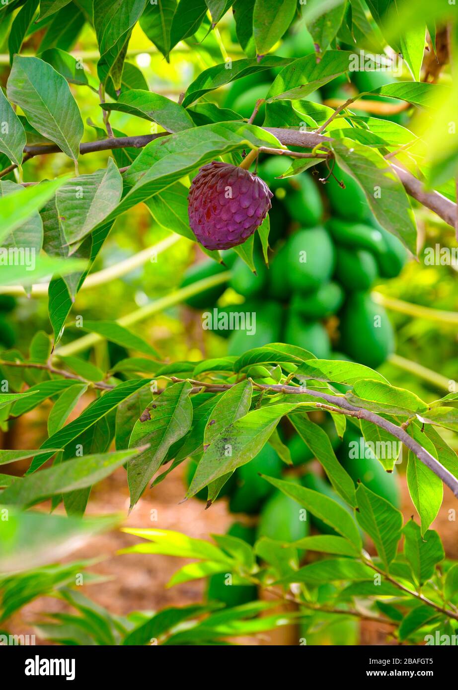 Ripe rare hybrid tropical fruit Red Israel Atemoya growing on tree ...