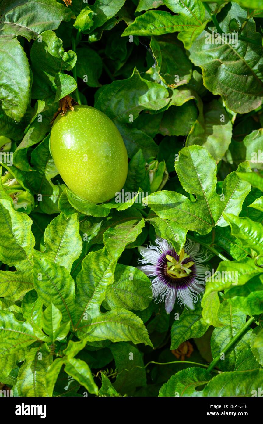 Passoin fruit growing on passiflora plant, ingredient for cocktails and ...