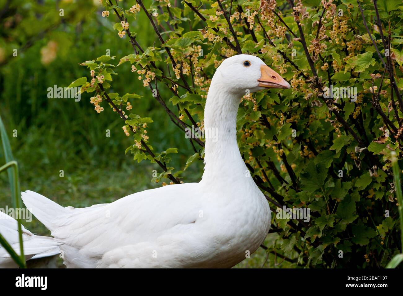 goose on farm Stock Photo - Alamy