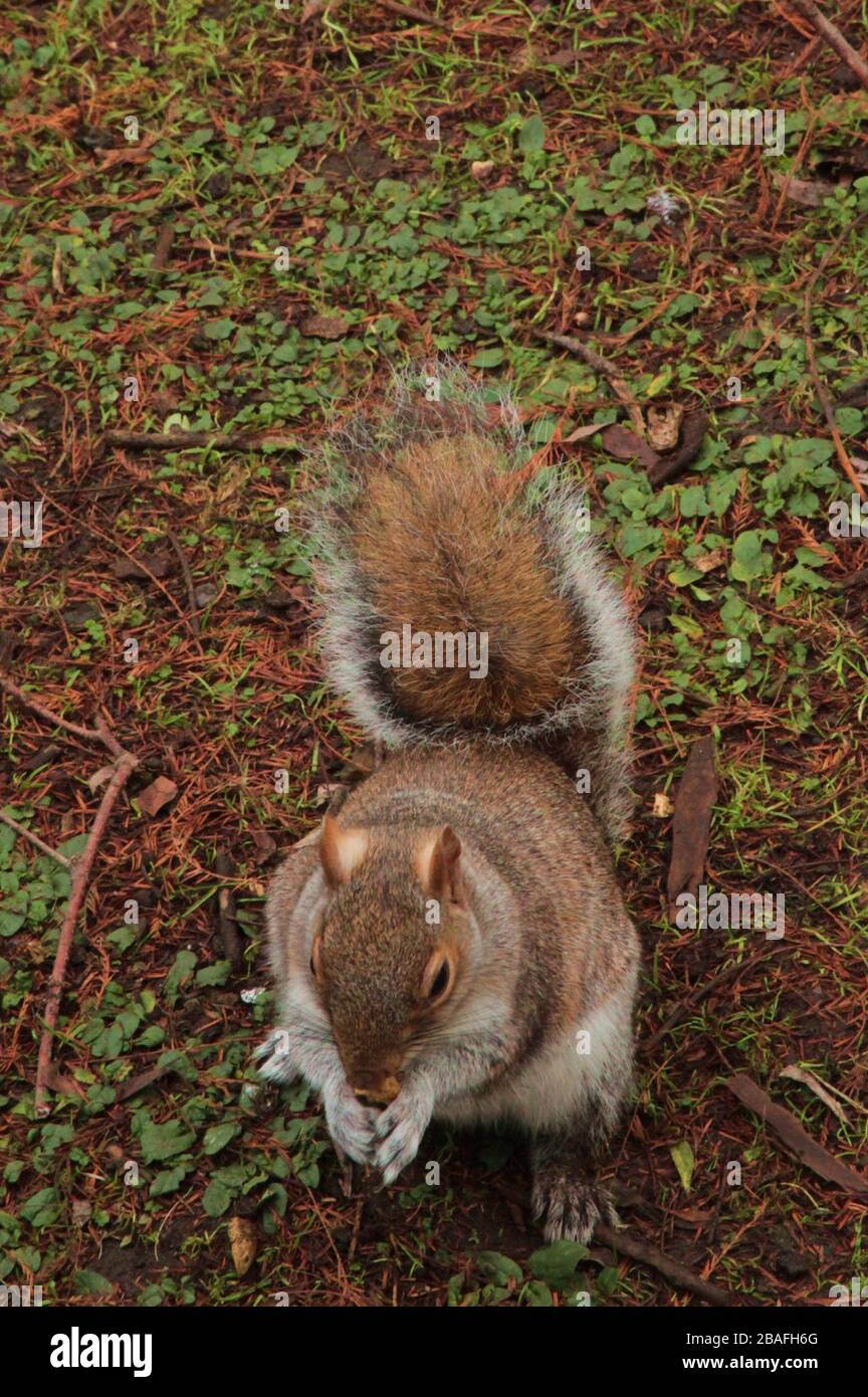 Squirrel walk hi-res stock photography and images - Alamy
