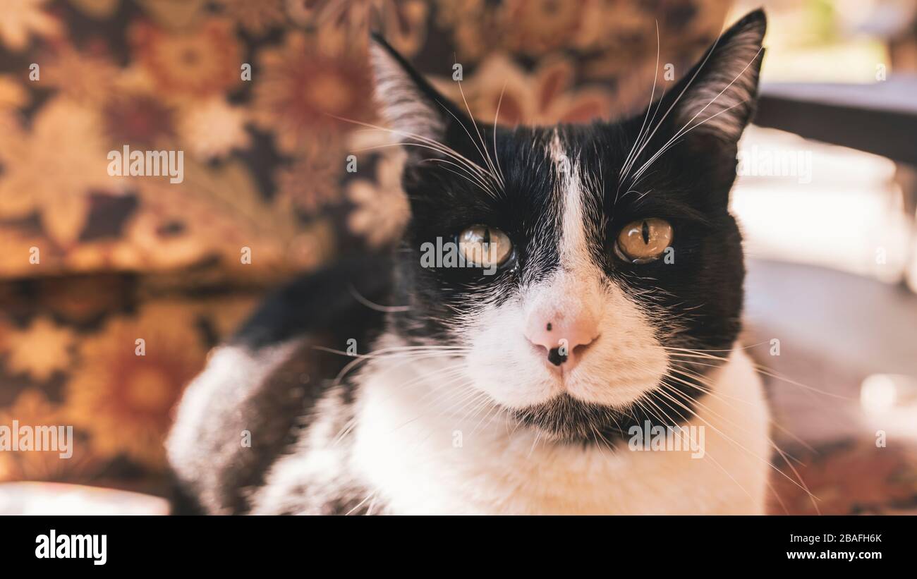 Focused cat hi-res stock photography and images - Alamy
