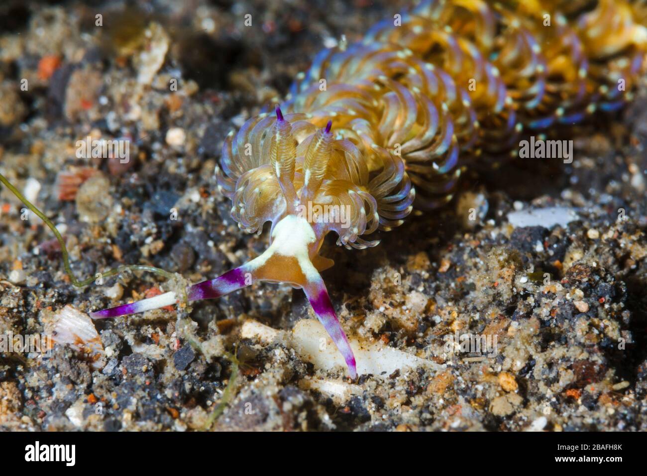 Ianthina hi-res stock photography and images - Alamy