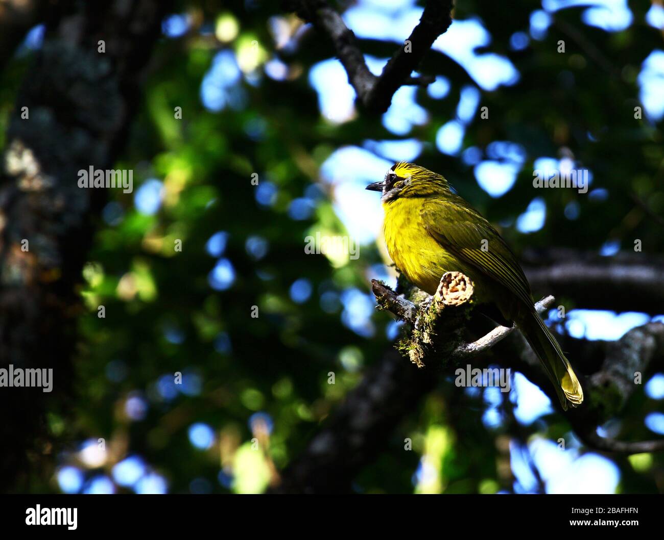 Birds of sri lanka hi-res stock photography and images - Alamy